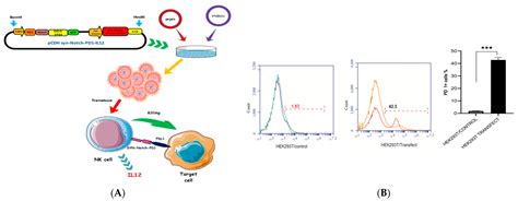 Augmenting The Antitumor Efficacy Of Natural Killer Cells Via Synnotch Receptor Engineering For