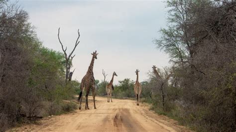 자갈 길에서 뷰어에서 멀리 걸어 기린의 그룹 이나 타워 위치 크루거 국립공원 남아프리카 공화국 0명에 대한 스톡 사진 및 기타 이미지 Istock