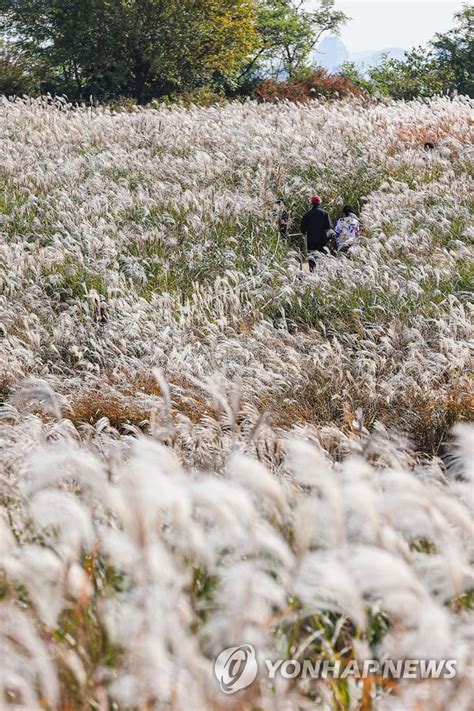 억새 가득한 하늘공원 연합뉴스
