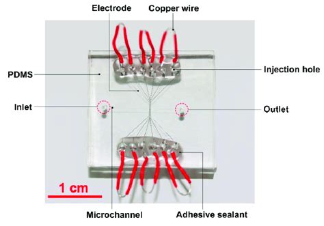 Optical Image Of A Pdms Microfluidic Chip For The Particle Trap Though