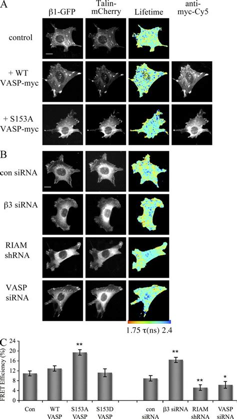 Vasp Regulates The Interaction Between β1 And Talin A Example Flim Download Scientific