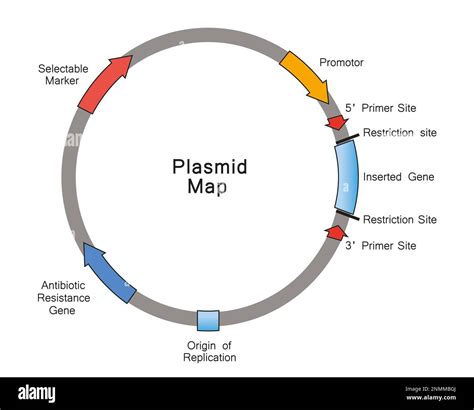 Plasmid Map Illustration Stock Photo Alamy