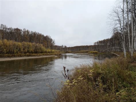 Explore Alaskas Chena River Nature Trail In Fall
