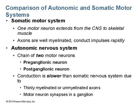 15 Part 1 The Autonomic Nervous System Pages