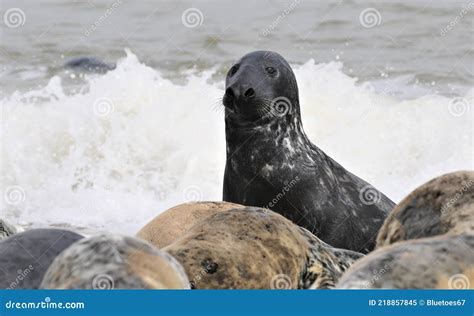 Foca Comum Cinzenta Na Praia Imagem De Stock Imagem De Acoplamento