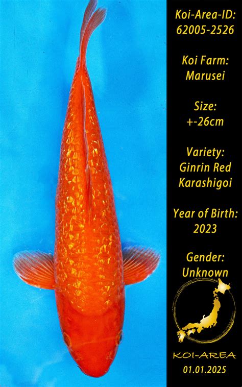 62005 2526 Koi Areade