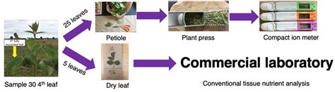 Assessing Sap Analysis As A Potential Tool For Evaluating Raspberry Leaf Tissue Nitrogen