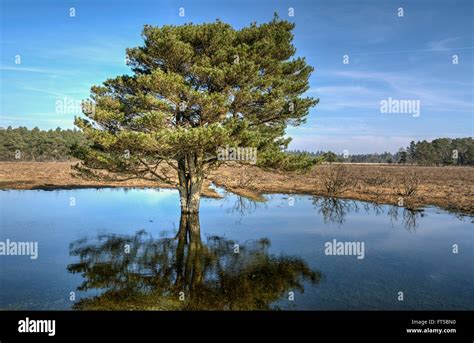 Tree In Lake Stock Photo Alamy