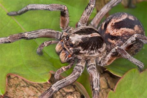 Female Wolf Spider Vs Male Wolf Spider What Are Their Differences A
