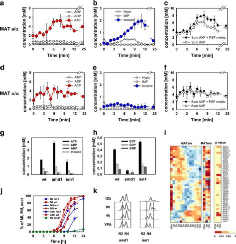 Regulation Of Purine Nucleotide Metabolism In Sporulating Cells Download Scientific Diagram