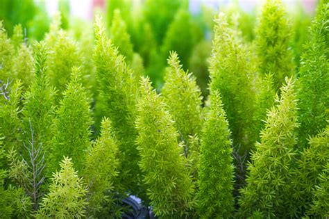 정원에서 나무 모호한 Bokeh 배경에 녹색 잎을 닫습니다 자연 자연과 상쾌한 벽지 또는 배경을 사용 하 여 0명에 대한 스톡 사진 및 기타 이미지 Istock