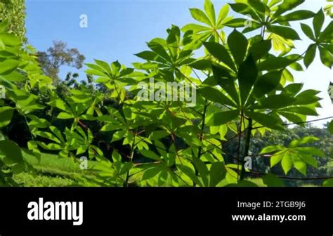 Cassava Stems Stock Videos And Footage Hd And 4k Video Clips Alamy