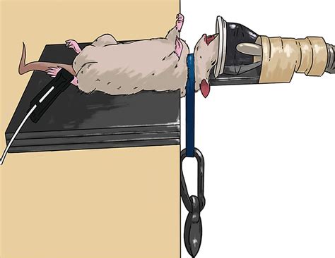 Controversial Study Sparks Outrage Simulated Non Fatal Strangulation