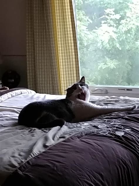 Blursed Cat Rblursedimages