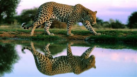 Wildlife Hd Desktop Wallpapers Top Free Wildlife Hd Desktop