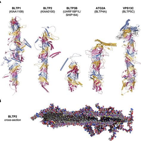 Structures Of The Human Bridge Like Lipid Transfer Protein Bltp