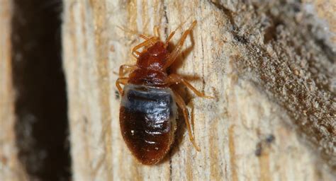 Bat Bugs Vs Bed Bugs What To Know Jp Pest Services