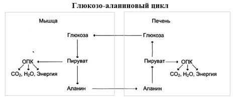2 Оксалоацетат превращается в фосфоенолпируват