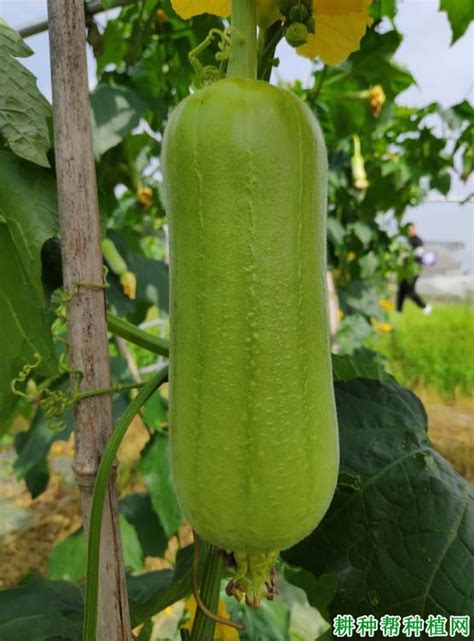 上海香蕉丝瓜品种好不好 耕种帮种植网