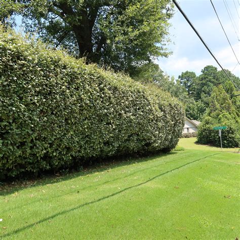 Silverberry Shrub Lewis Bamboo