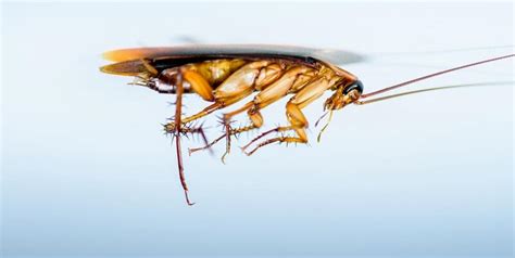 Do Cockroaches Drown Busting Myths