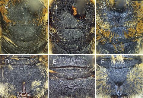 Scutum Scutellum And Metanotum Aec And Metanotum And Propodeum Download Scientific Diagram