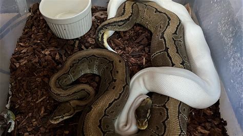 Breeding Ball Pythons As A Business And Setting Goals Youtube