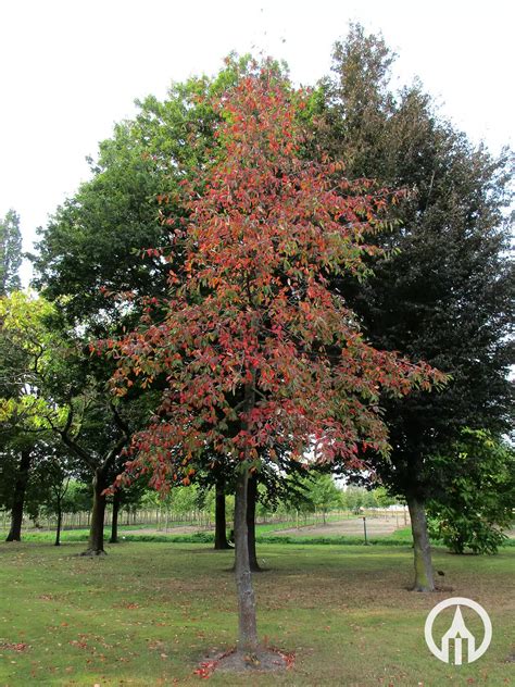 Nyssa Sylvatica Black Tupelo Tree Boomkwekerijen M Van Den Oever