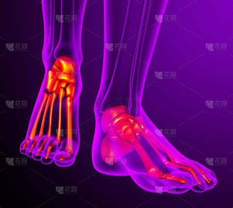 健康保健 三维图形 足部骨骼 插画 腓骨 胫骨 踝 人类骨架 水平画幅 人类脚趾