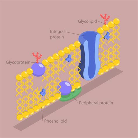Cell Membrane Structure And Function Diagram Vector Art At Vecteezy