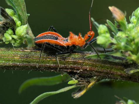 Orange Assassin Bug Gminatus Australis Ausemade