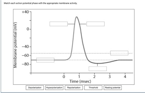 Solved Match Each Action Potential Phase With The
