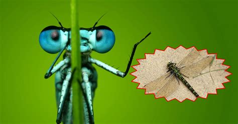 လိင်မှုကိစ္စရှောင်ရှားဖို့အတွက် သေချင်ယောင် ဆောင်တတ်ကြတဲ့ ပုစဉ်းမများ