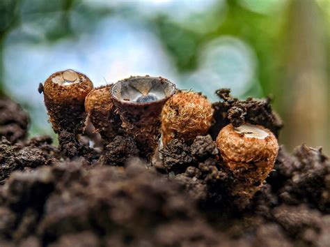 Birds Nest ჩიტის ბუდე სოკო Xiaomi Redmi Note 9 Pro 1 … Flickr