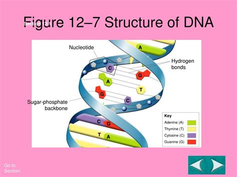 PPT Structure And Function Of DNA PowerPoint Presentation Free Download ID 5659394