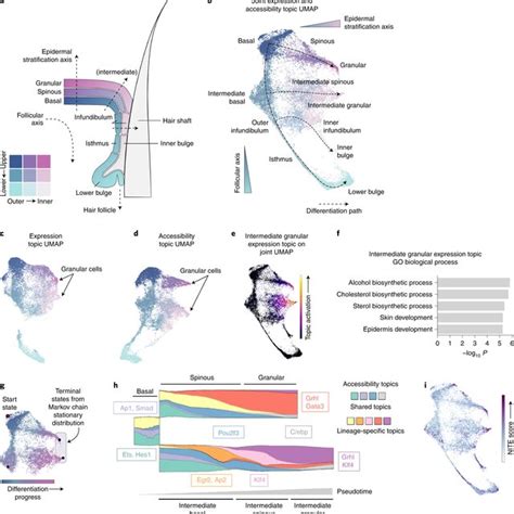 Mira Joint Representation Reconstructed Complex Multi Axis