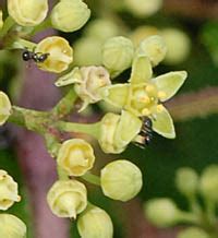 キレハノブドウ Ampelopsis brevipedunculata var heterophylla form citrulloides