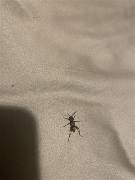 [ga Usa] Felt A Bunch Of Tiny Bites On The Back Of My Shoulder Under My Shirt Went To Go Touch