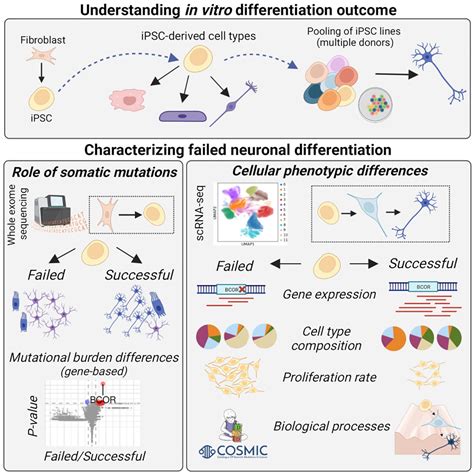 Somatic Mutations Alter The Differentiation Outcomes Of IPSC Derived