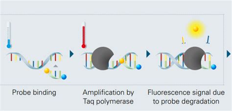 Fluorotype® Bruker