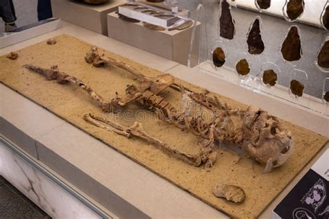 Human Corpse Skeleton Exhibited In Egypt Possibly Uncovered In Pyramid Excavations Bones