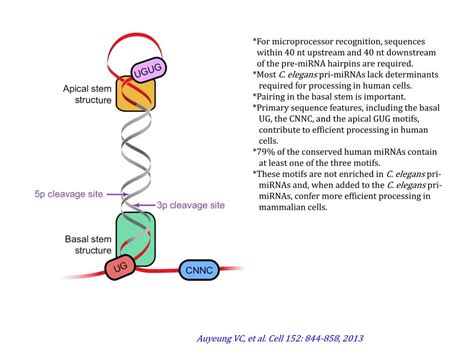 Ppt Non Coding Rnas Ncrnas Powerpoint Presentation Free Download Id 2056205