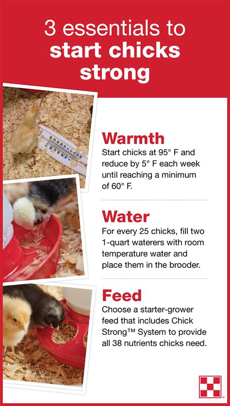 10 Tips To Introducing New Chickens Your Flock Artofit