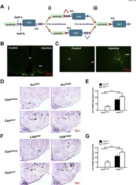 Figure 1 From Cart Neurons In The Arcuate Nucleus And Lateral Hypothalamic Area Exert