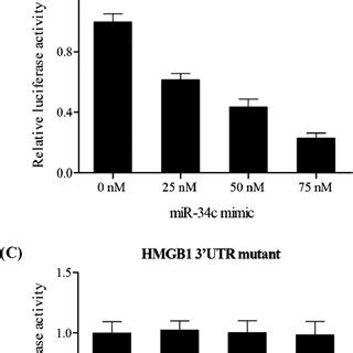 A Target Of MiR34c With Predicted Binding Site Resided In HMGB1