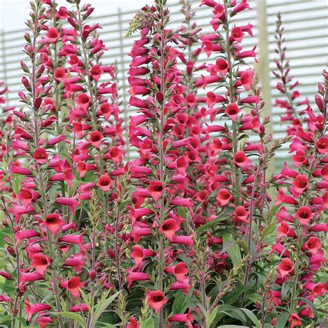 Digiplexis Illumination Raspberry Foxglove