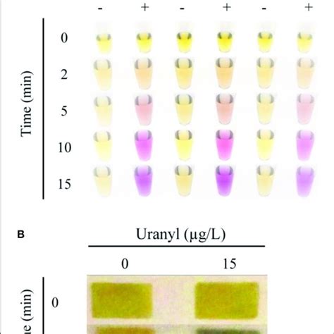Colorimetric Detection Of Uranyl In Environmental Water Samples Download Scientific Diagram