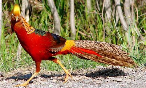 Golden Pheasant Wallpapers Wallpaper Cave