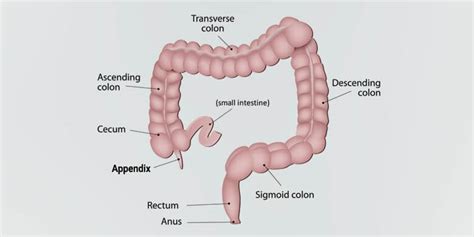 Appendix Facts Functions Of Appendix Location And Pictures