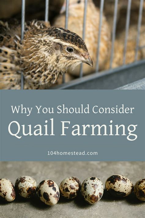 Quails Farming 7 Essential Tips For Raising Quail In Your Backyard